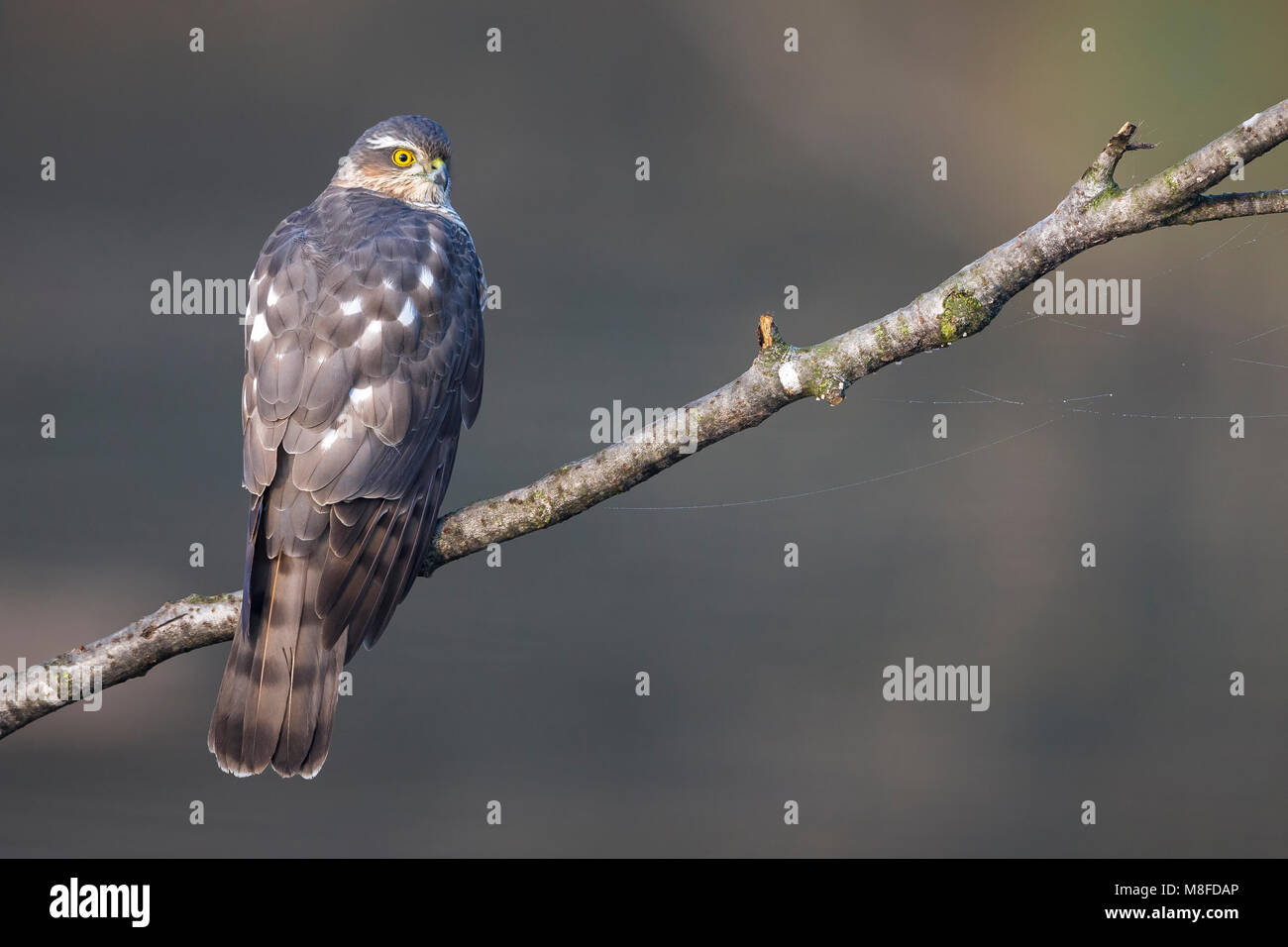 Sperwer High Resolution Stock Photography and Images - Alamy