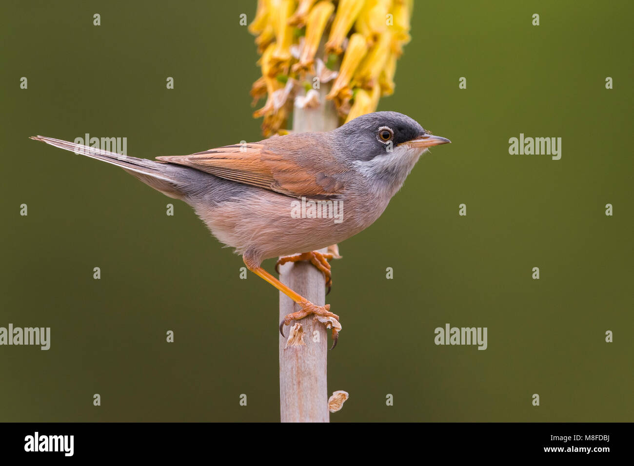 Brilgrasmus; Spectacled Warbler Stock Photo - Alamy