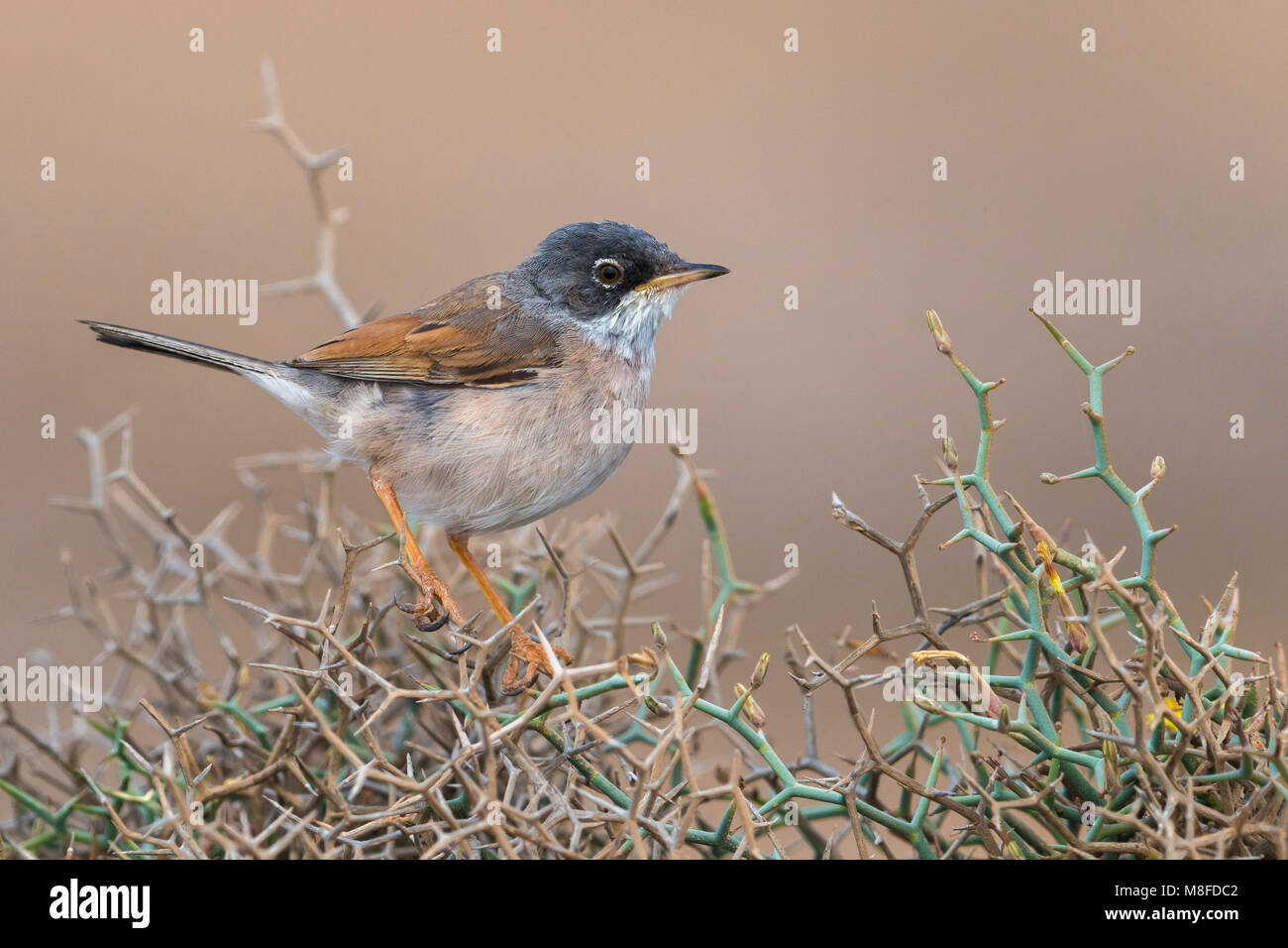 Spectacled warbler sylvia conspicillata hi-res stock photography and ...