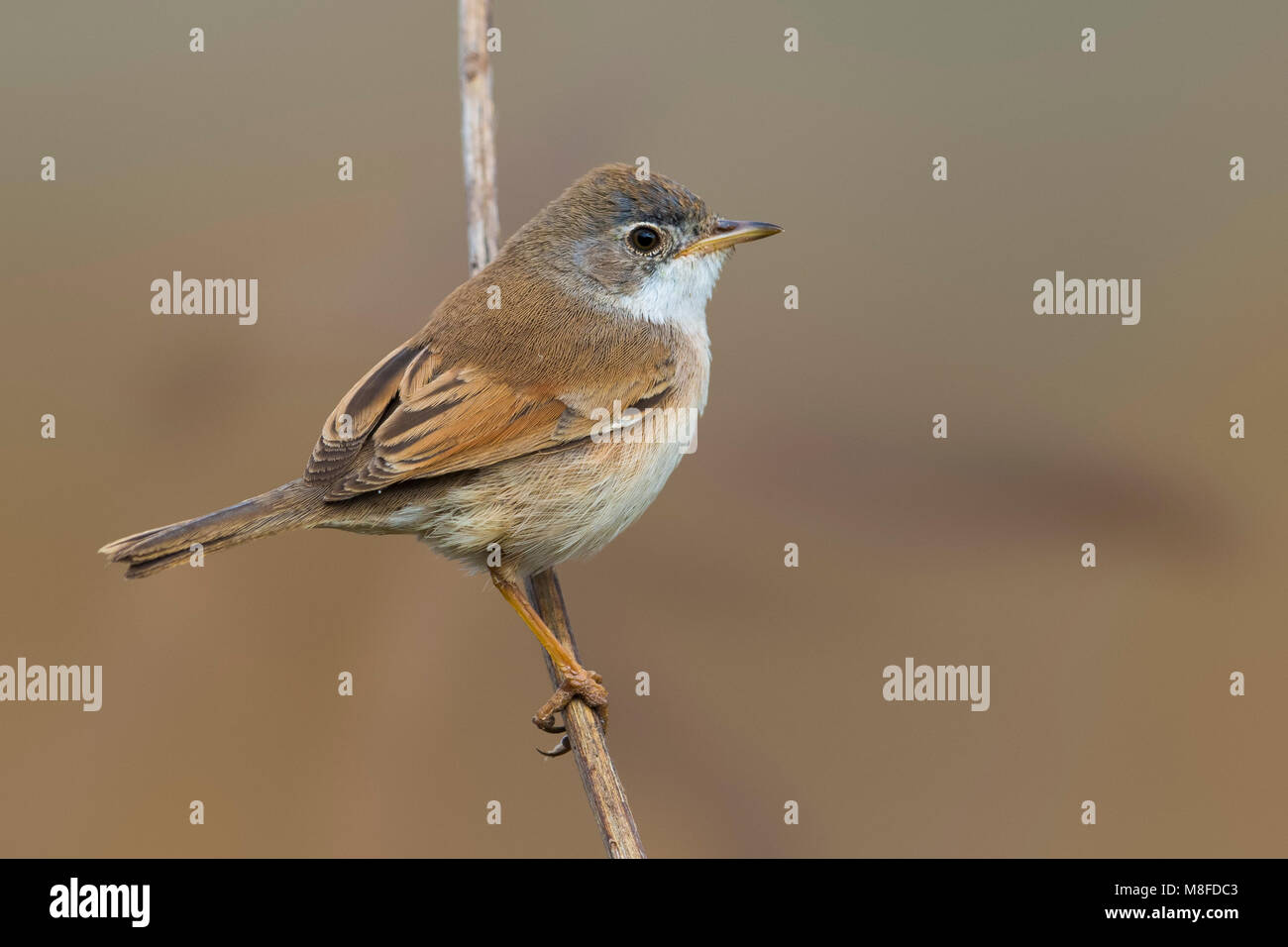 Brilgrasmus; Spectacled Warbler Stock Photo - Alamy