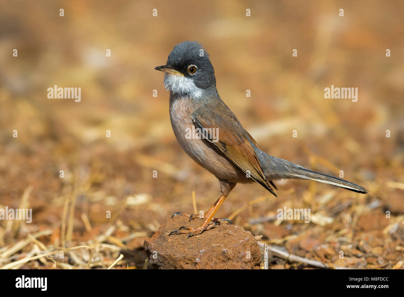 Spectacled Warbler High Resolution Stock Photography and Images - Alamy