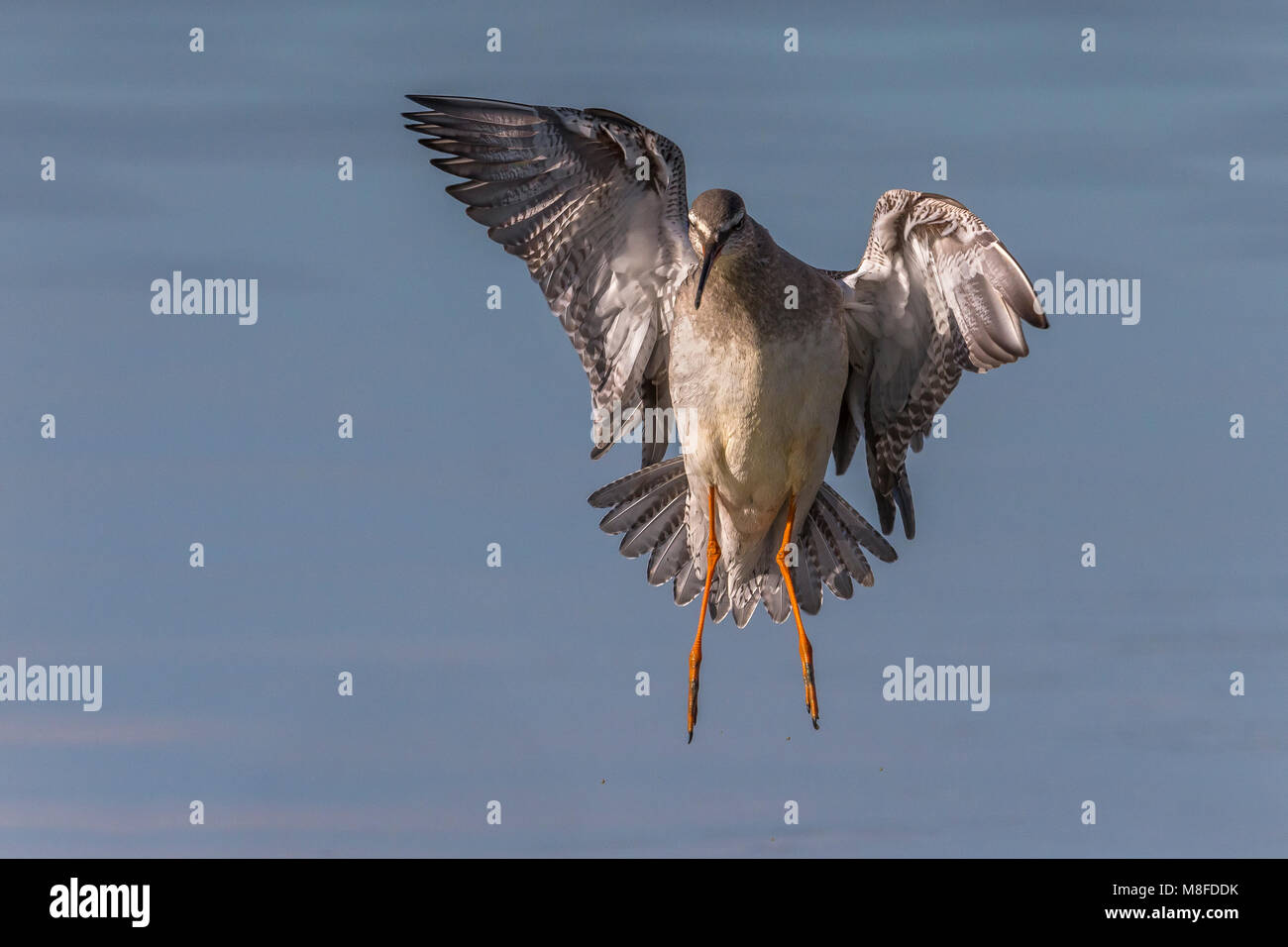 Vliegende Zwarte Ruiter; Spotted Redshank in flight Stock Photo - Alamy