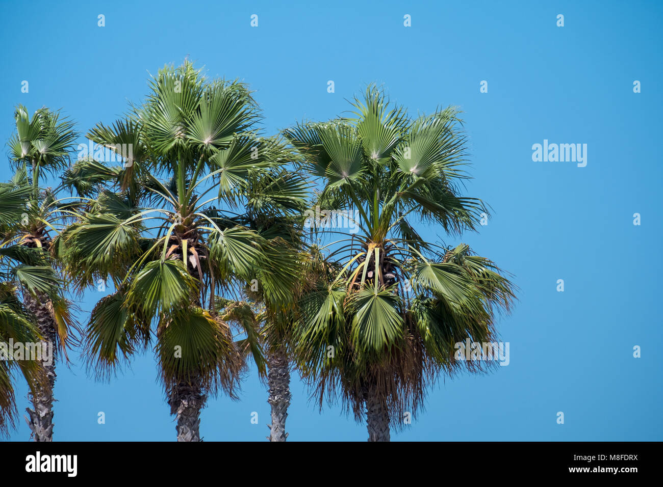 Wind blowing palm trees hi-res stock photography and images - Alamy