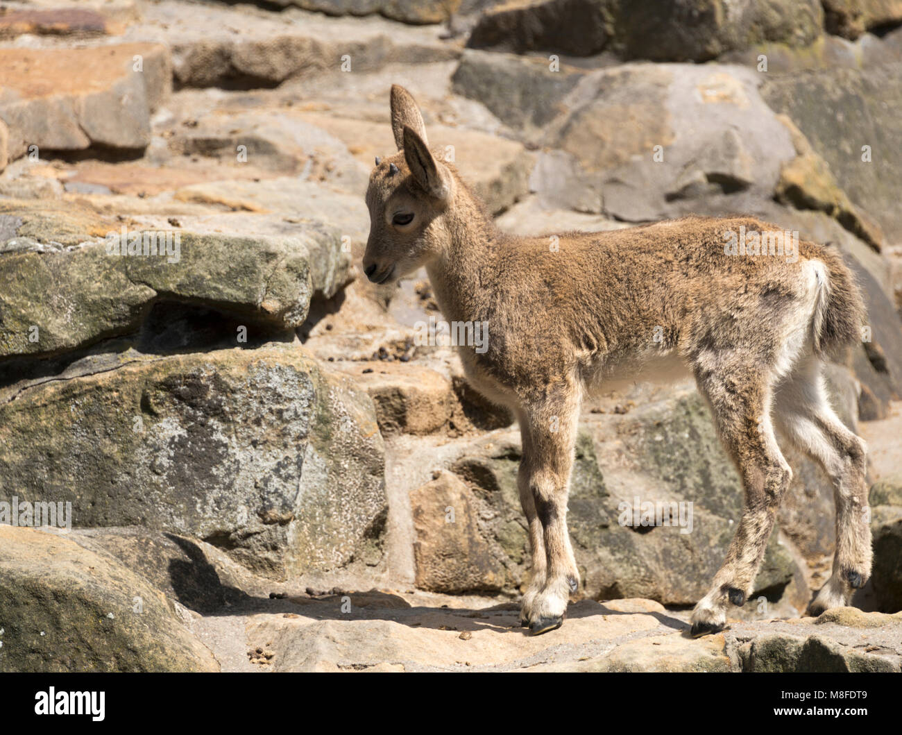 Alpine ibex hooves hi-res stock photography and images - Alamy