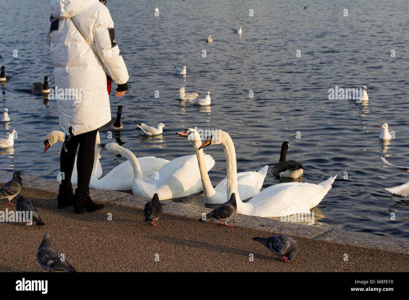 Person feeding swan hi-res stock photography and images - Alamy