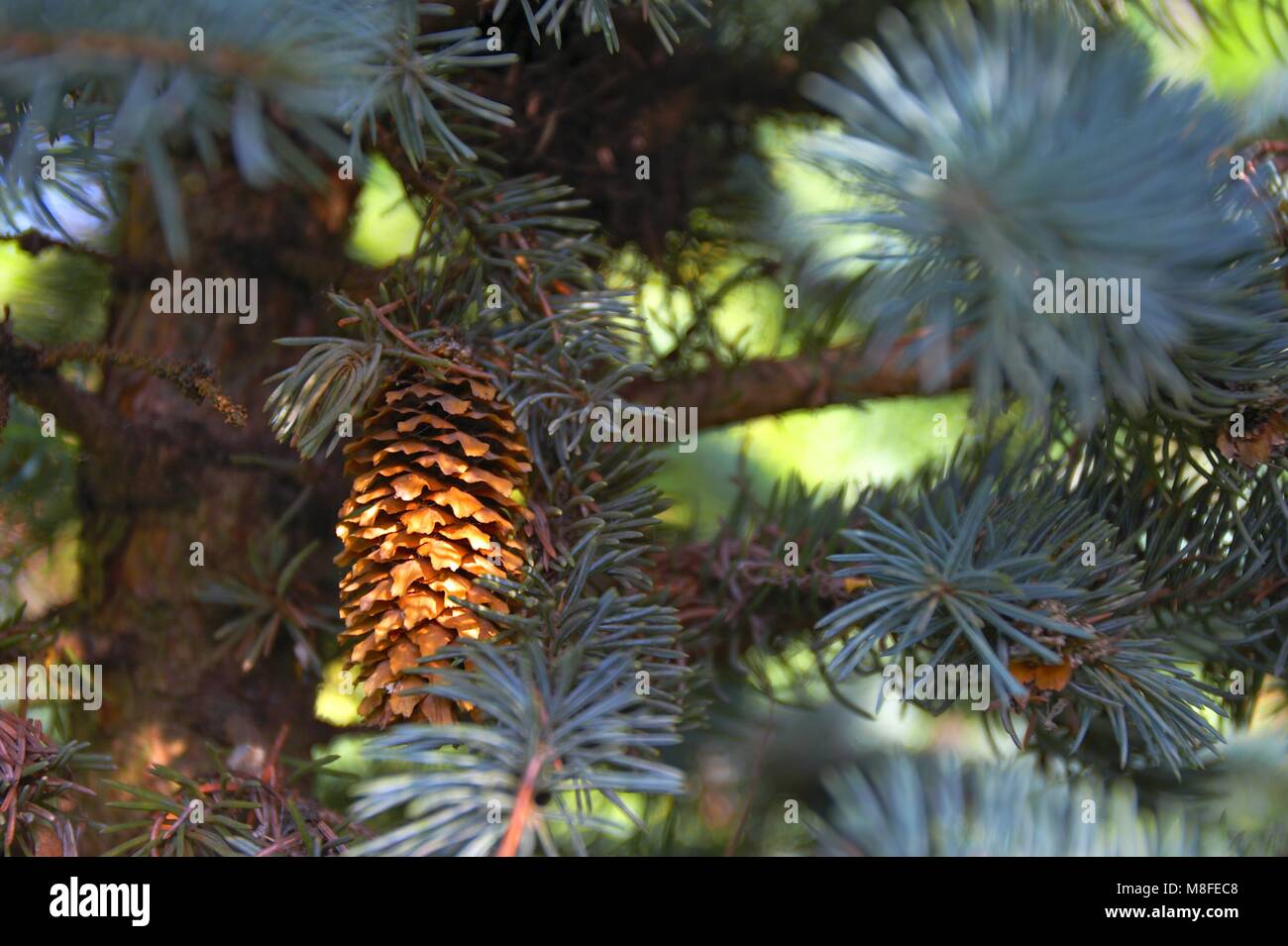 Closeup of the young spring pine cone Stock Photo - Alamy