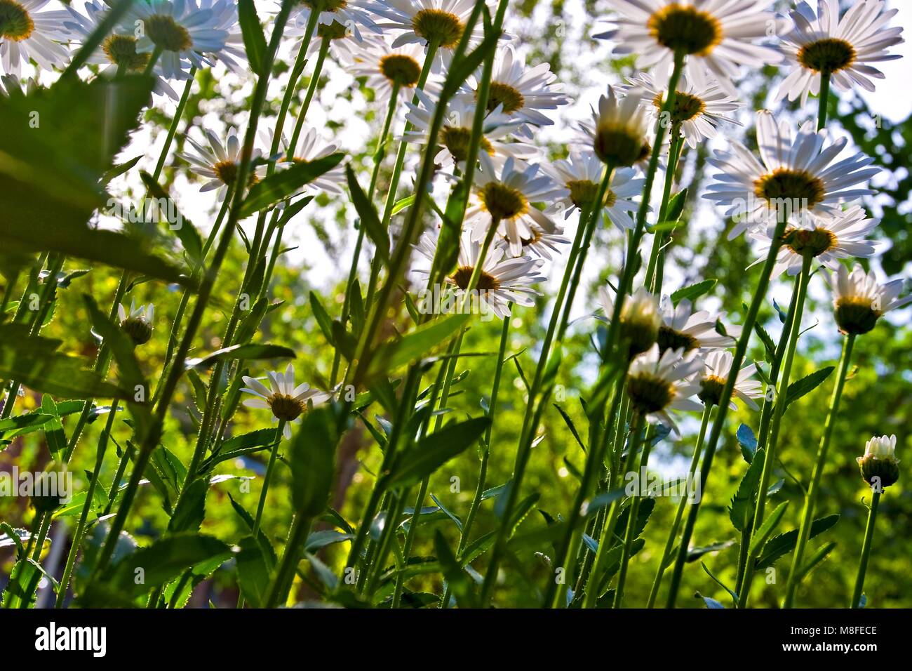 Nice field of camomile Stock Photo - Alamy