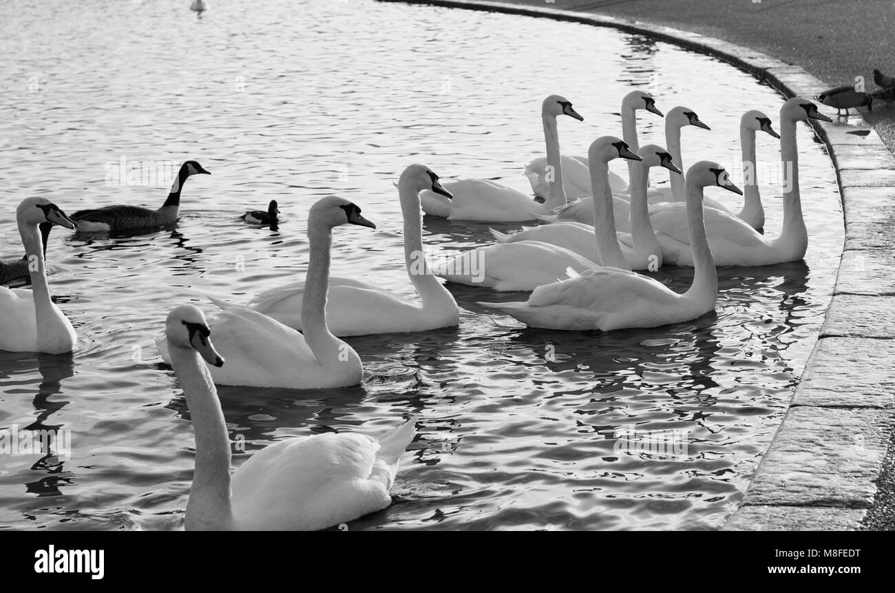 Urban swans Black and White Stock Photos & Images - Alamy