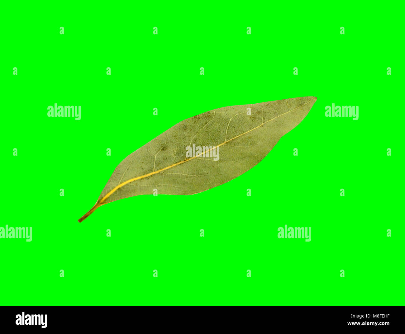 One bay leaf isolated on green background. Food photo Stock Photo - Alamy