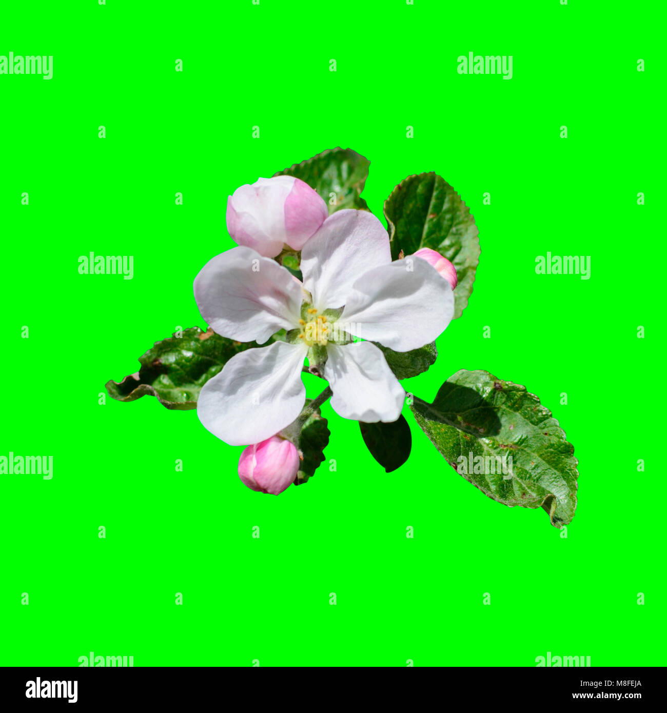Apple flowers isolate on green background photo Stock Photo - Alamy