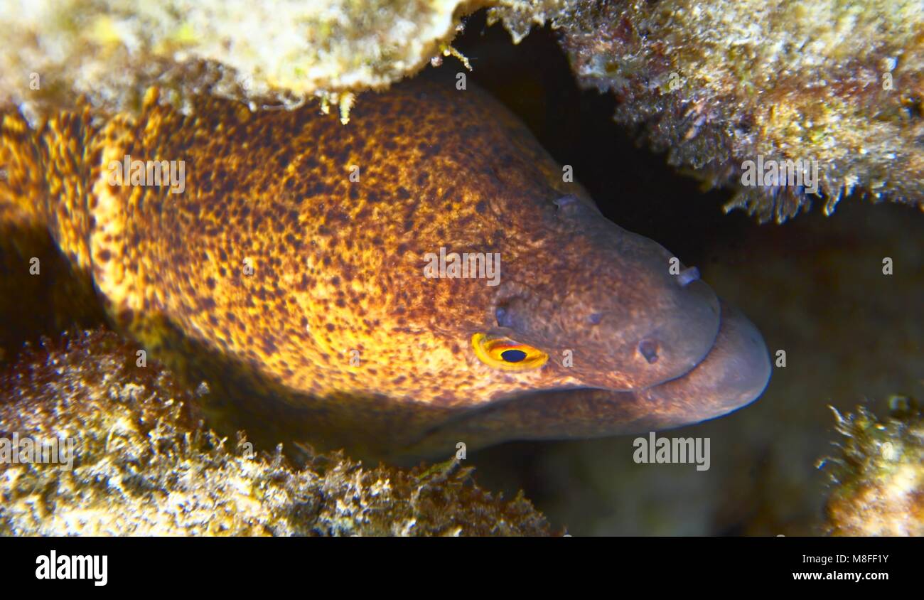 close up photo of a red moray eel Stock Photo - Alamy