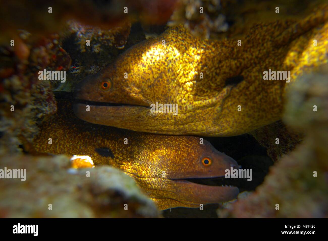 close up photo of a red moray eel Stock Photo - Alamy