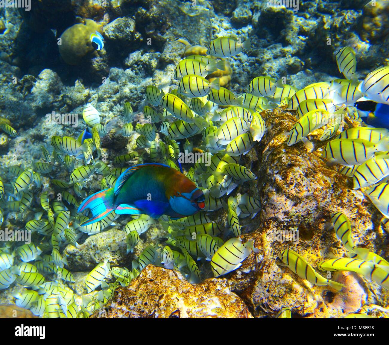 big school of fish near a corals Stock Photo - Alamy