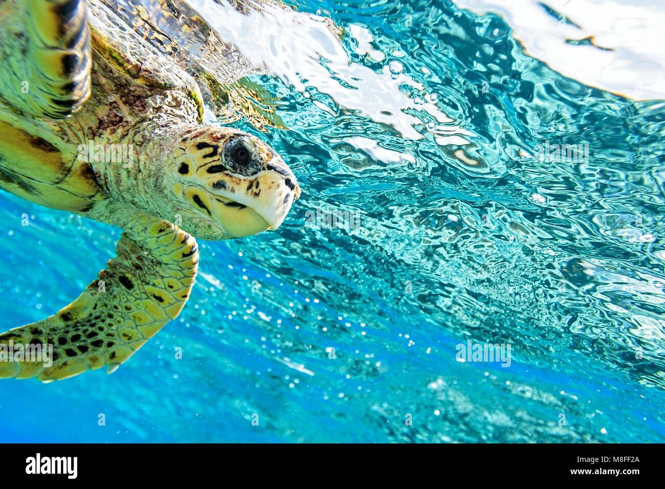 Sea turtle in The Indian Ocean, Maldives Stock Photo - Alamy