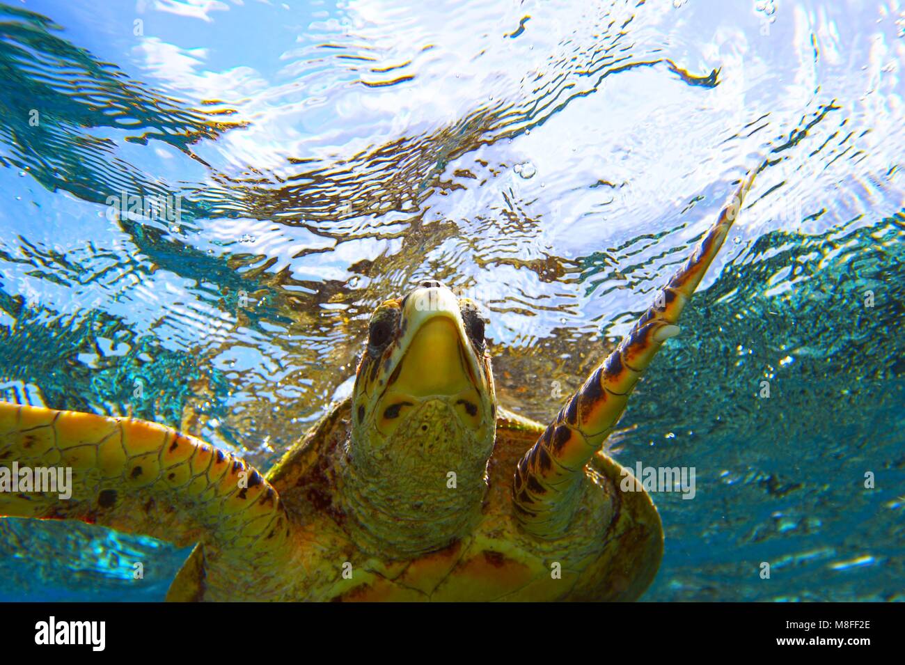 Peery hi-res stock photography and images - Alamy