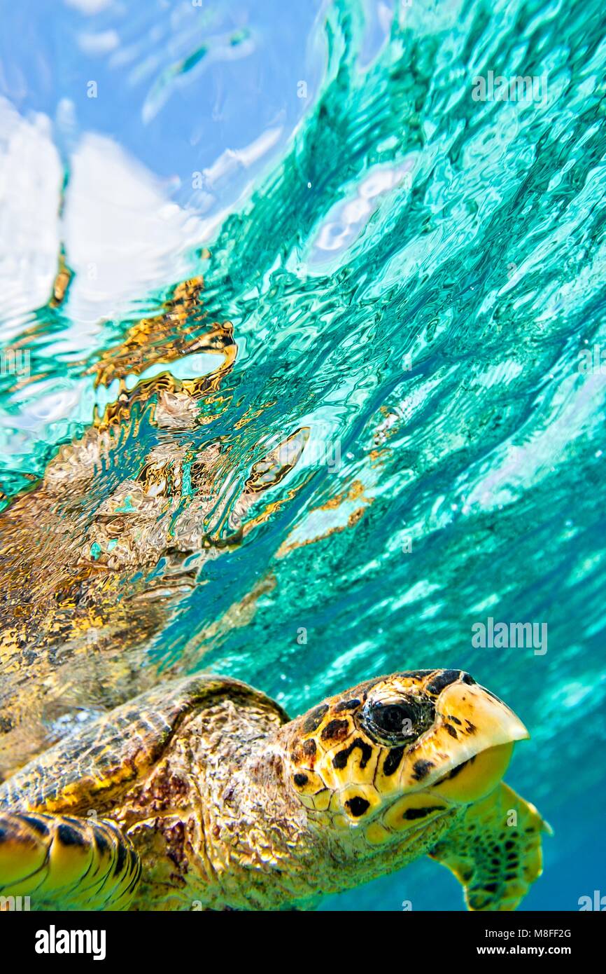 Sea turtle in The Indian Ocean, Maldives Stock Photo - Alamy