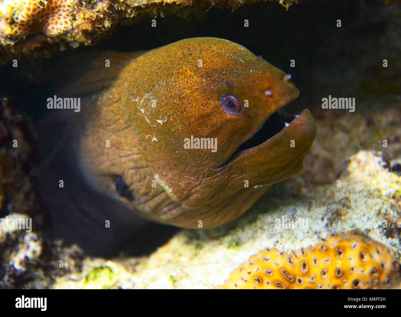Starry moray eel hi-res stock photography and images - Alamy