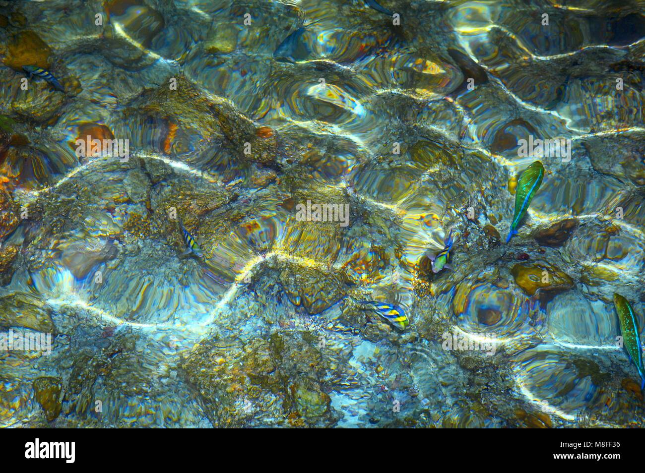 Nice water ripples with a fish Stock Photo - Alamy