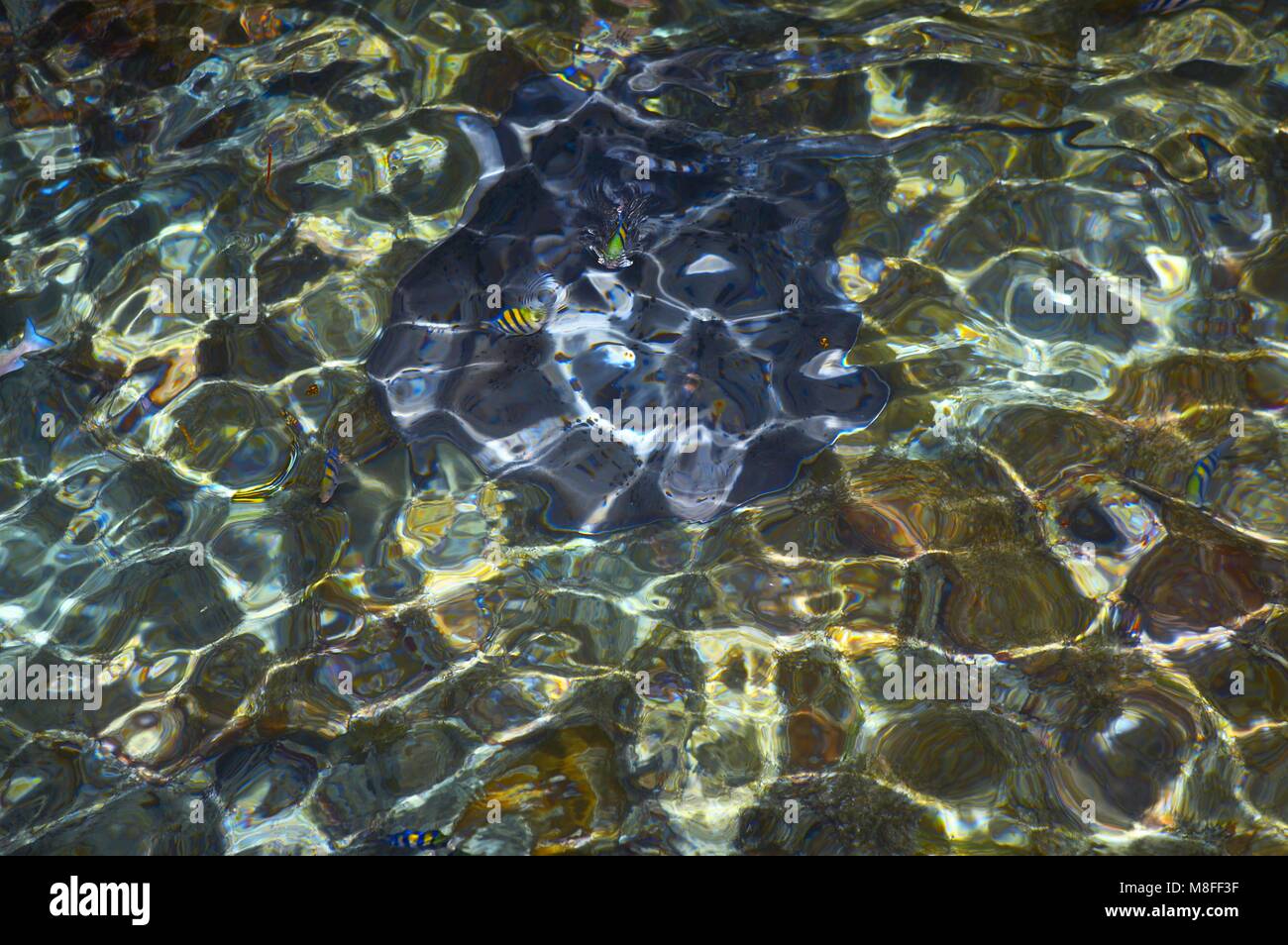 Nice water ripples with a fish Stock Photo - Alamy