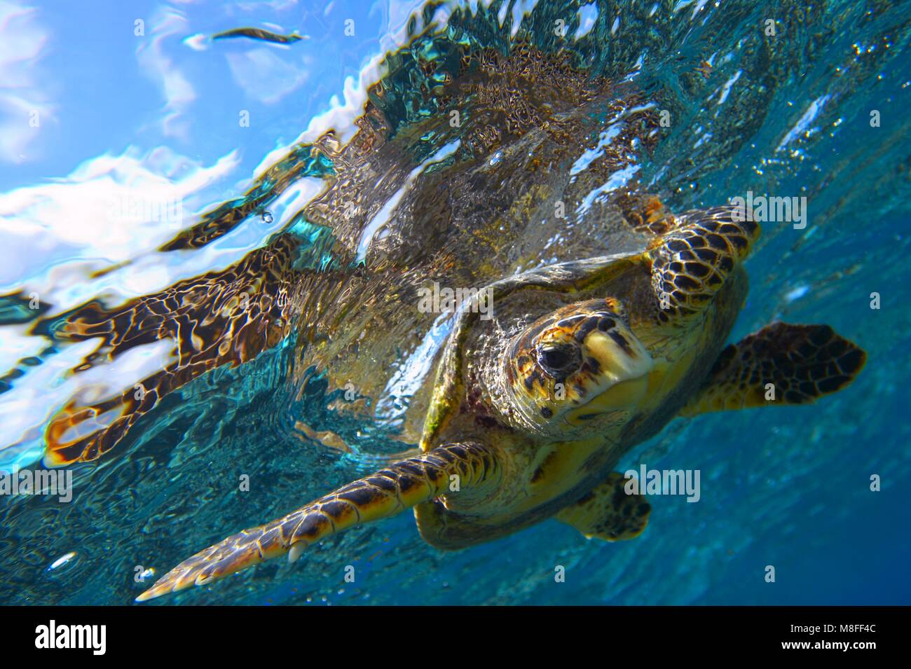 Peery hi-res stock photography and images - Alamy