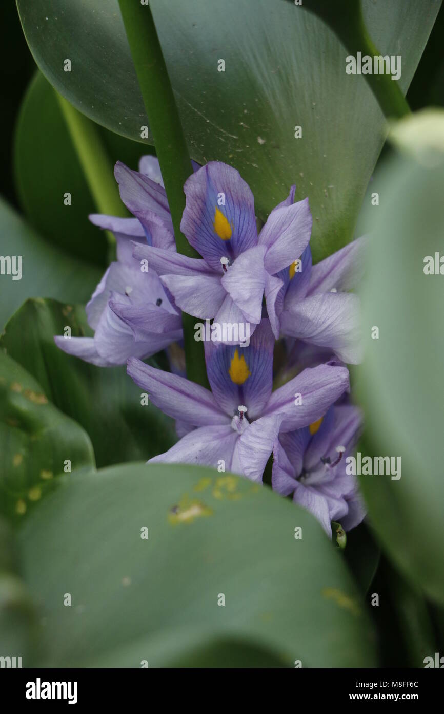 Beautiful water hyacinth Stock Photo - Alamy