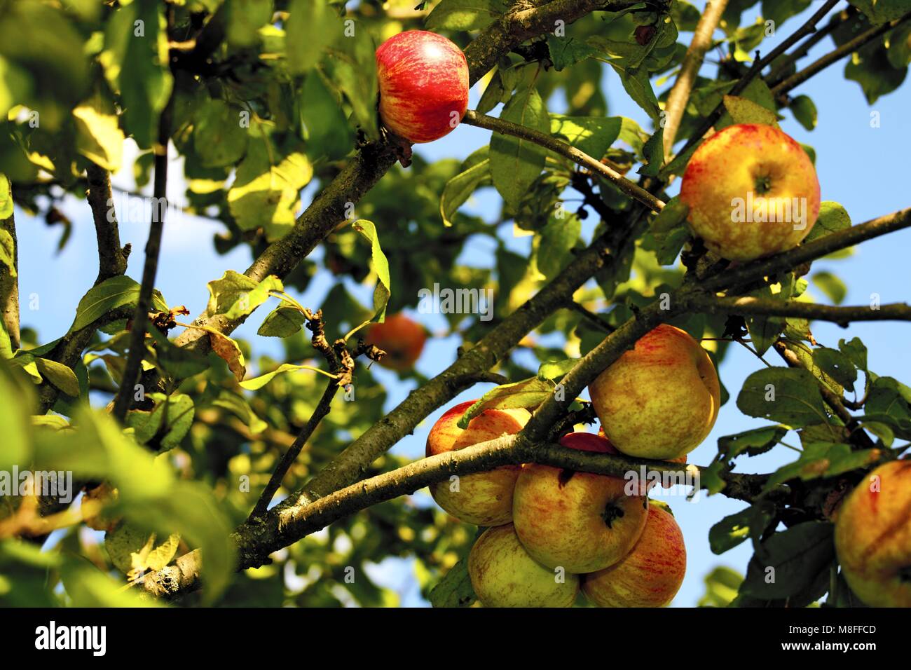 An apple tree with red-ripe fragrant apples Stock Photo - Alamy