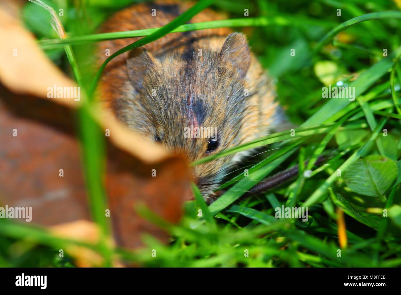 Field mouse on a grass Stock Photo - Alamy
