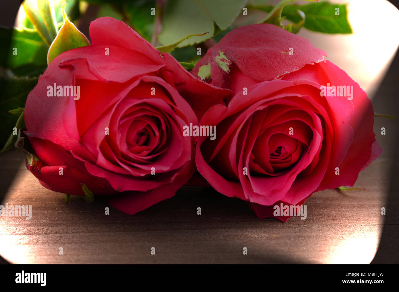 Three red roses against a brown background in line Stock Photo - Alamy