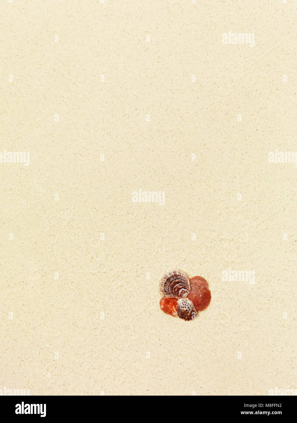 Character dot made of seashells on a coral sandy beach Stock Photo - Alamy