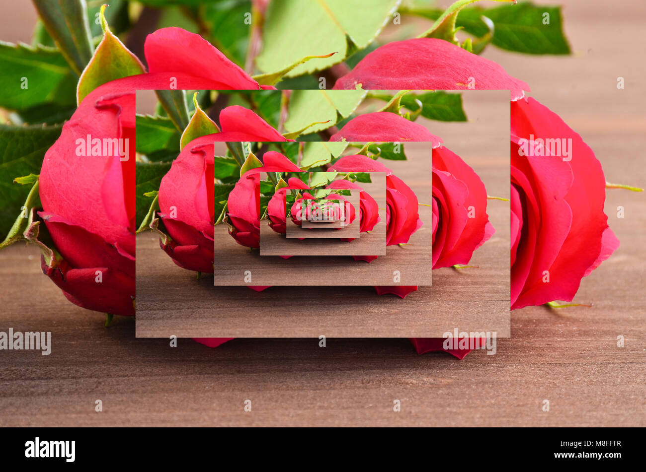 Three red roses against a brown background in mirror line Stock Photo ...