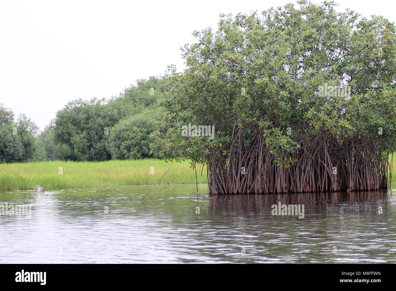 Mangroves in the lake Stock Photo - Alamy