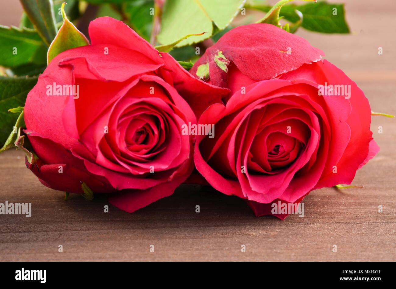 Three red roses against a brown background in line Stock Photo - Alamy