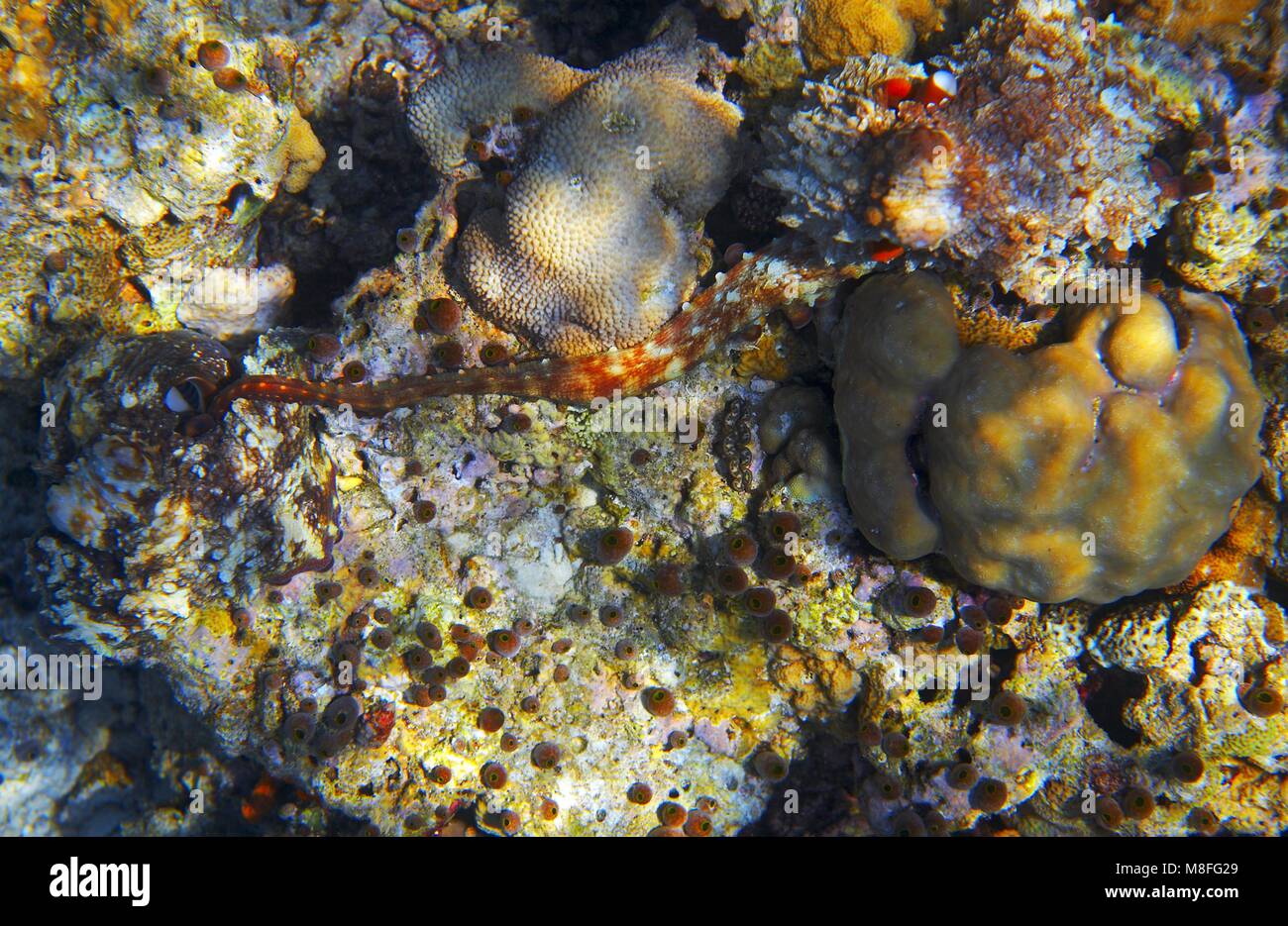 Octopuses in love, The Indian Ocean Stock Photo - Alamy