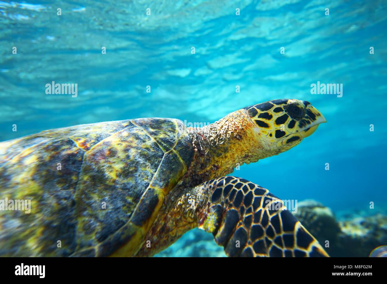Sea turtle is flying through the ocean space Stock Photo - Alamy