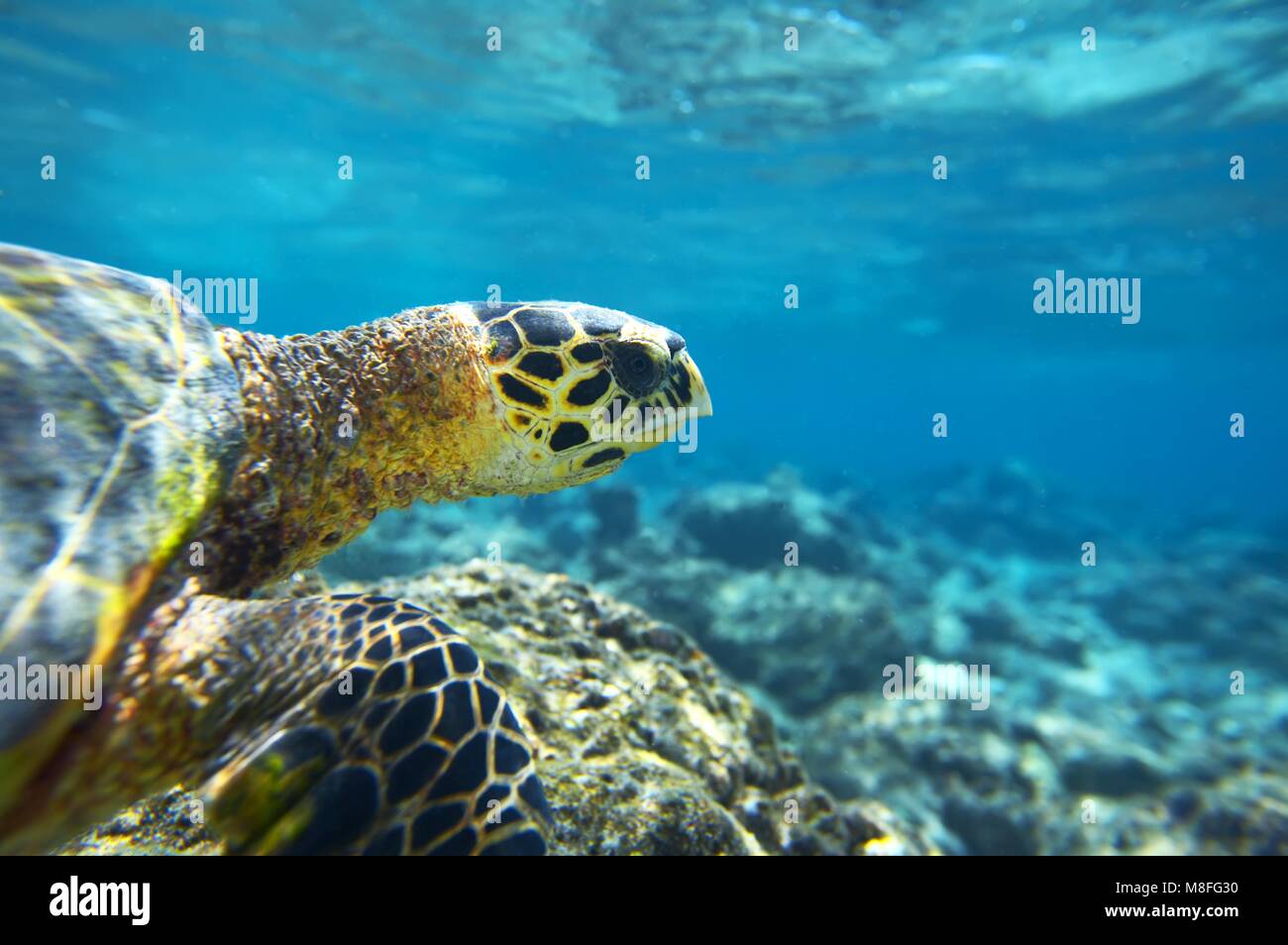Sea turtle in an ocean Stock Photo - Alamy