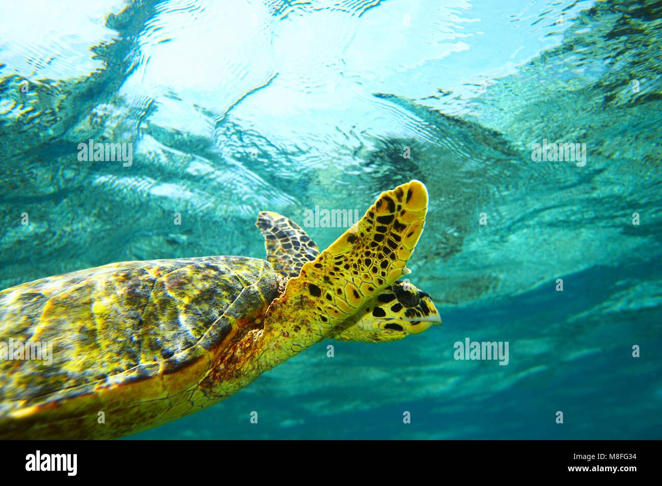Sea turtle in an ocean Stock Photo - Alamy