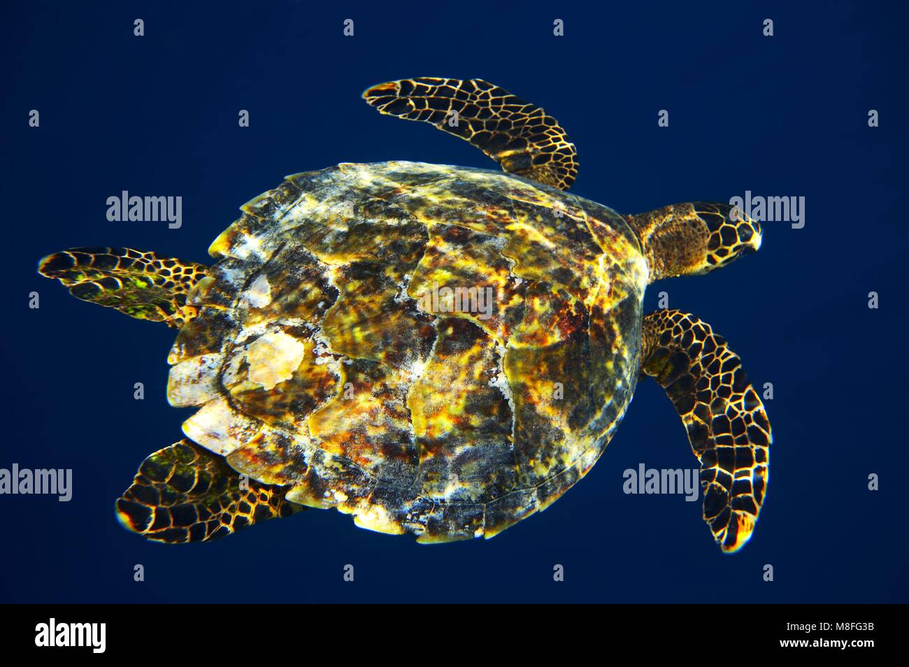 Sea turtle is flying through blue ocean space Stock Photo - Alamy