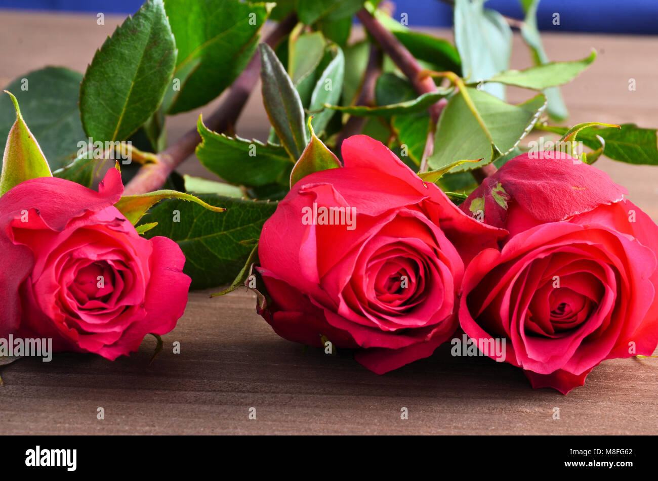 Three red roses against a brown background in line Stock Photo - Alamy