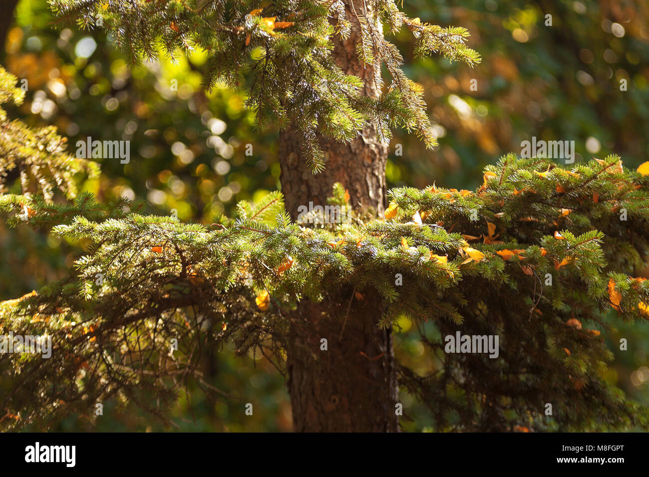 Conifer tree with bright sun beams. The close up image. The detail of ...