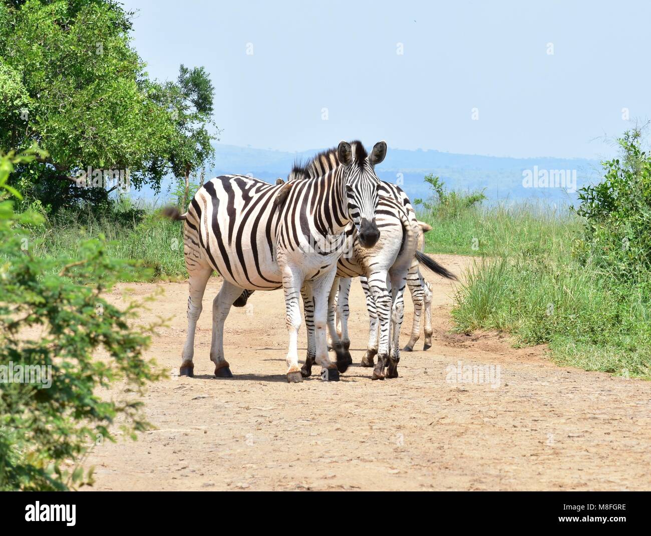 Wild Animals. Free Roaming Zebras In The Wild Stock Photo - Alamy