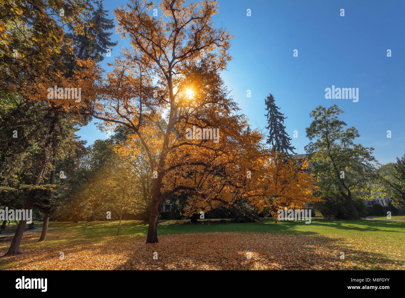 The trees in the park during the fall season. The image of the group of ...