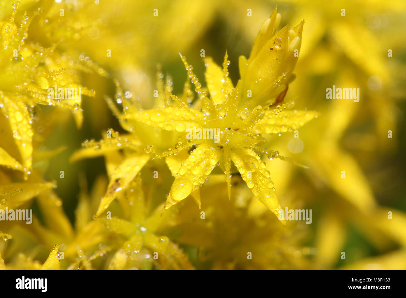 Morning dew on a yellow flower (close-up Stock Photo - Alamy