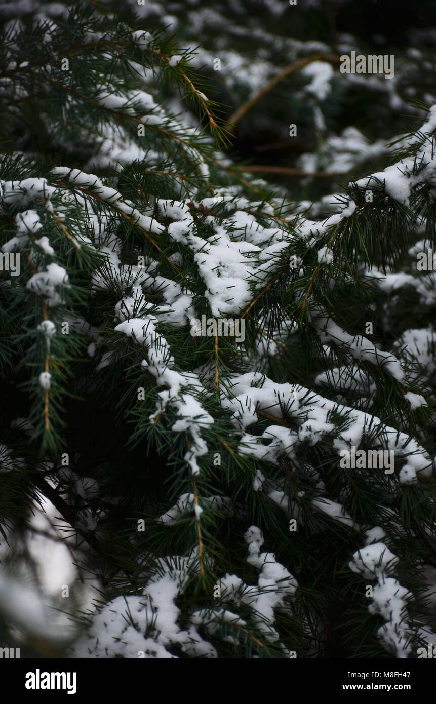 Winter background with snow-covered branches of blue spruce closeup ...