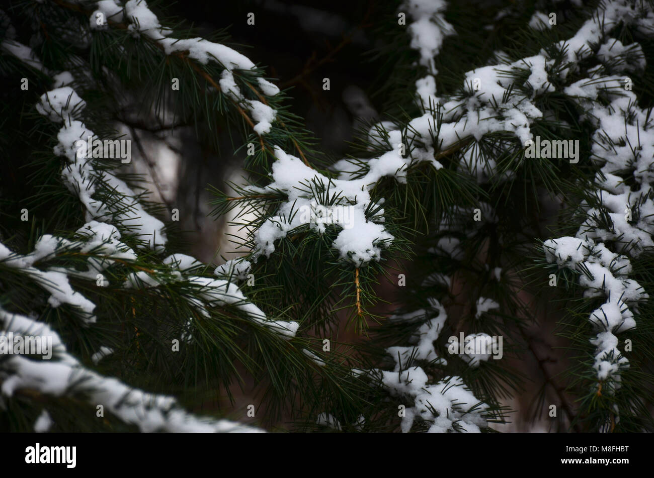 Winter background with snow-covered branches of blue spruce closeup ...