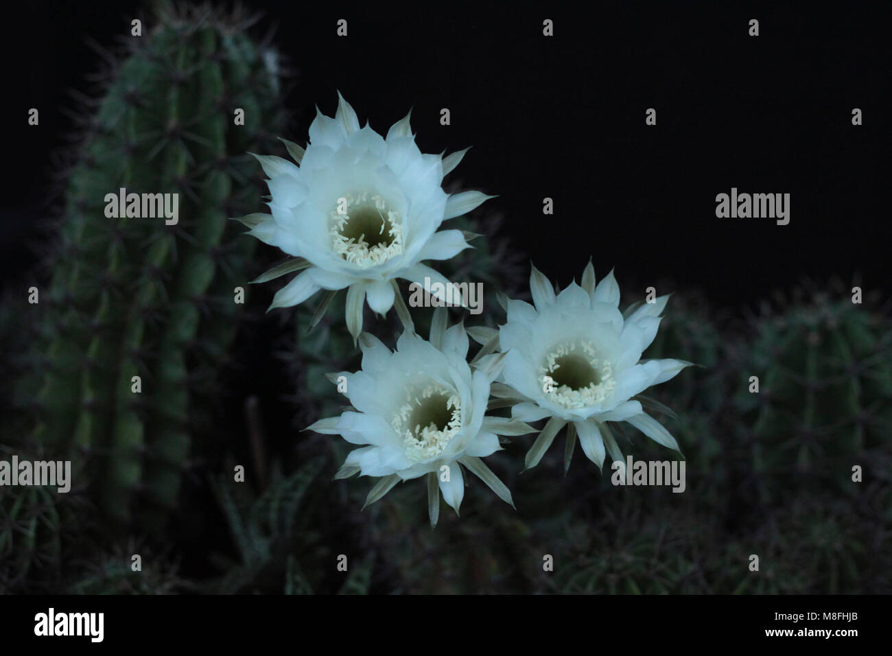 Queen of the night plant hi-res stock photography and images - Alamy