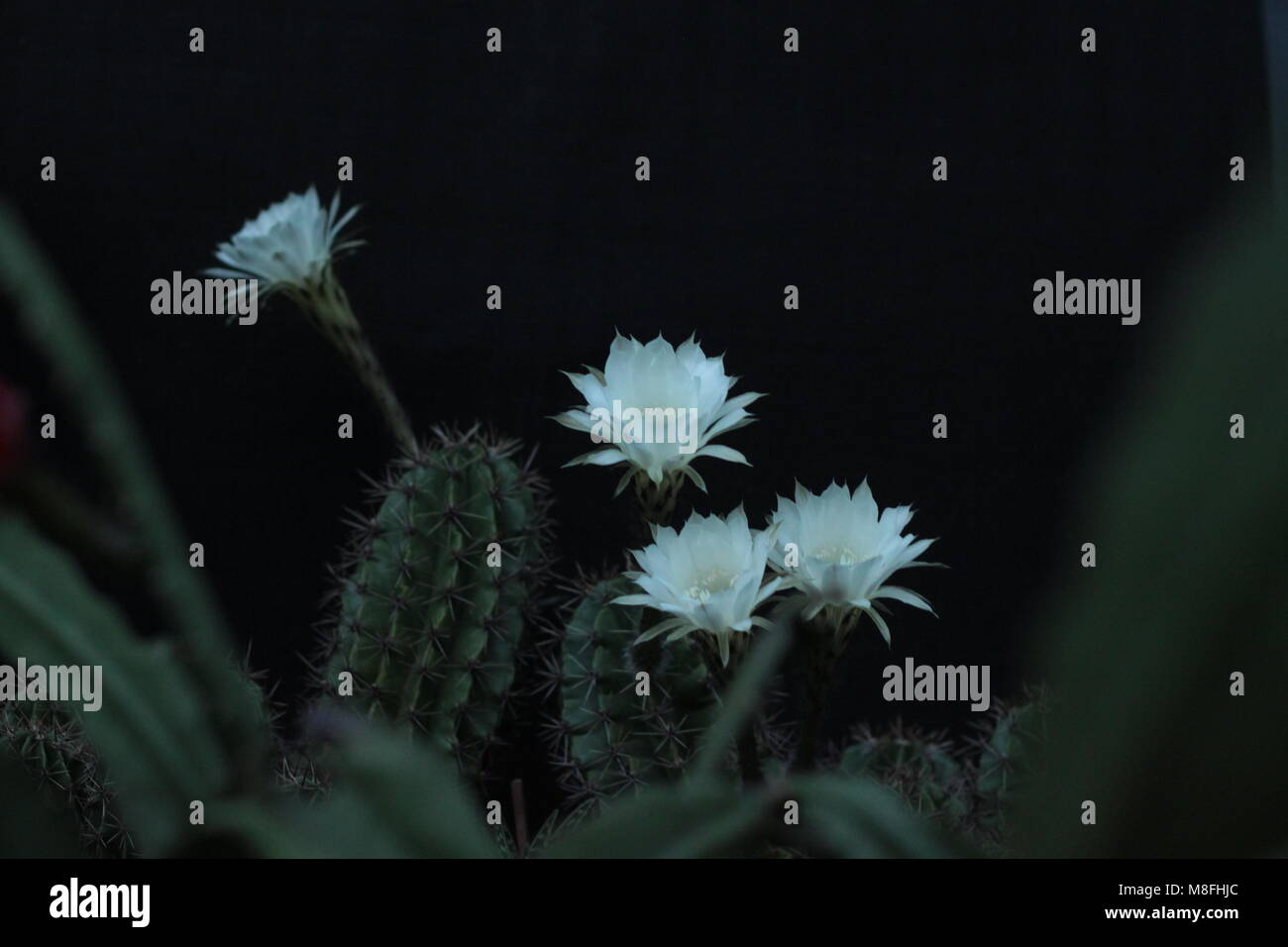 Queen of the night plant hi-res stock photography and images - Alamy