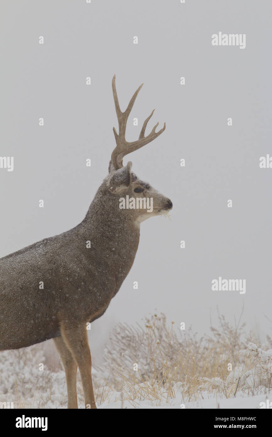 Mule deer in Snow During the Fall rut Stock Photo - Alamy