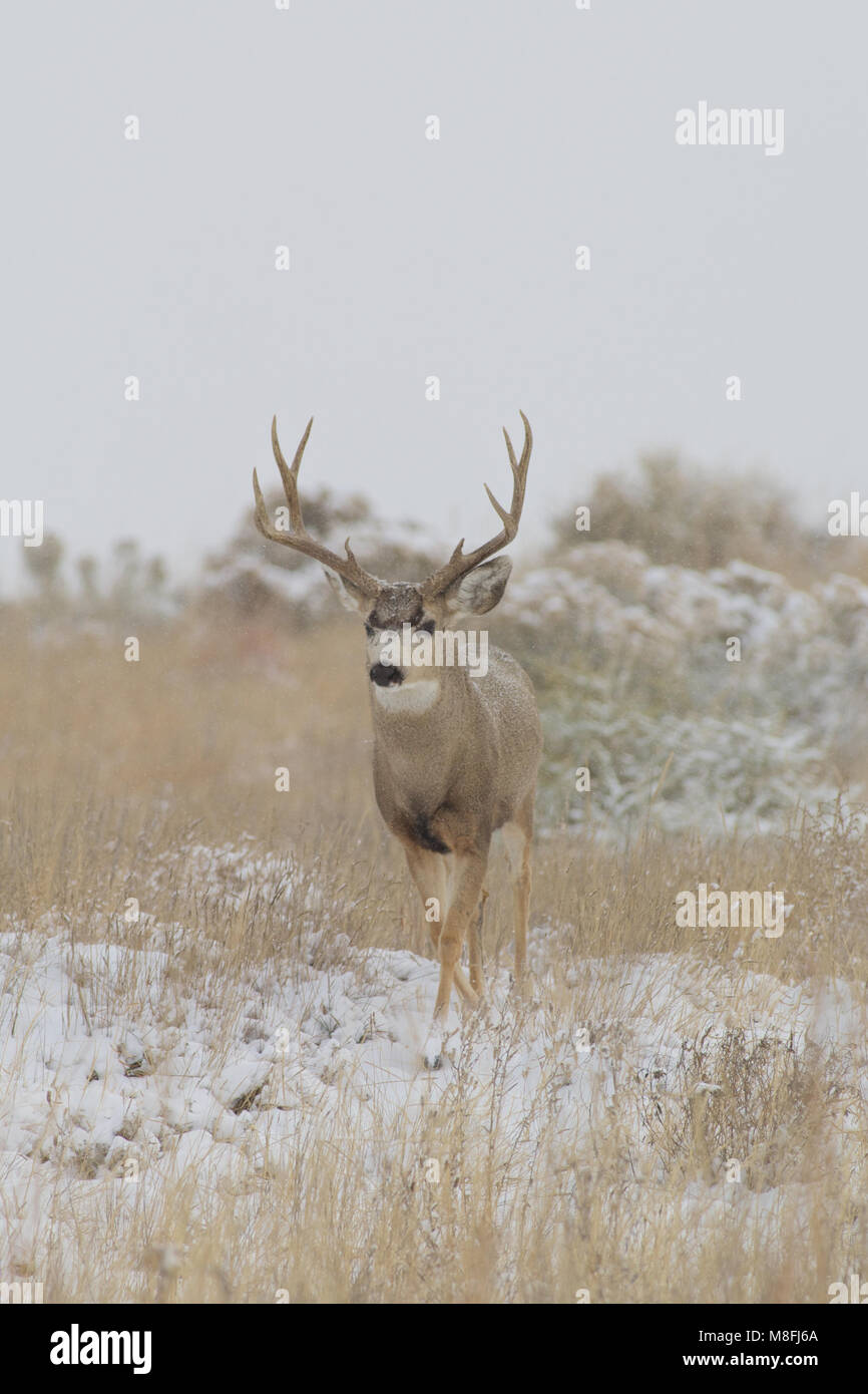 Mule deer in Snow During the Fall rut Stock Photo - Alamy