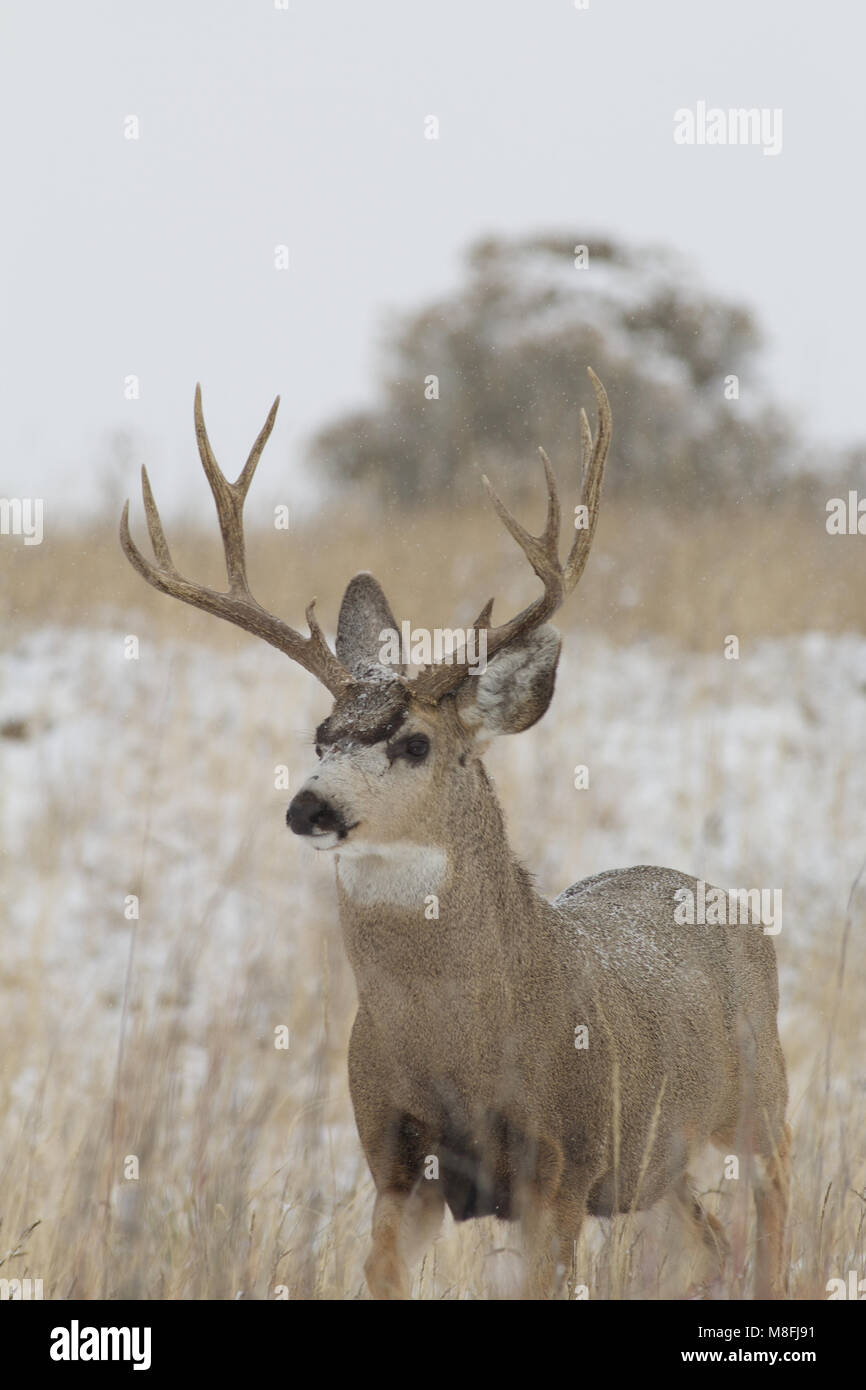 Mule deer in Snow During the Fall rut Stock Photo - Alamy