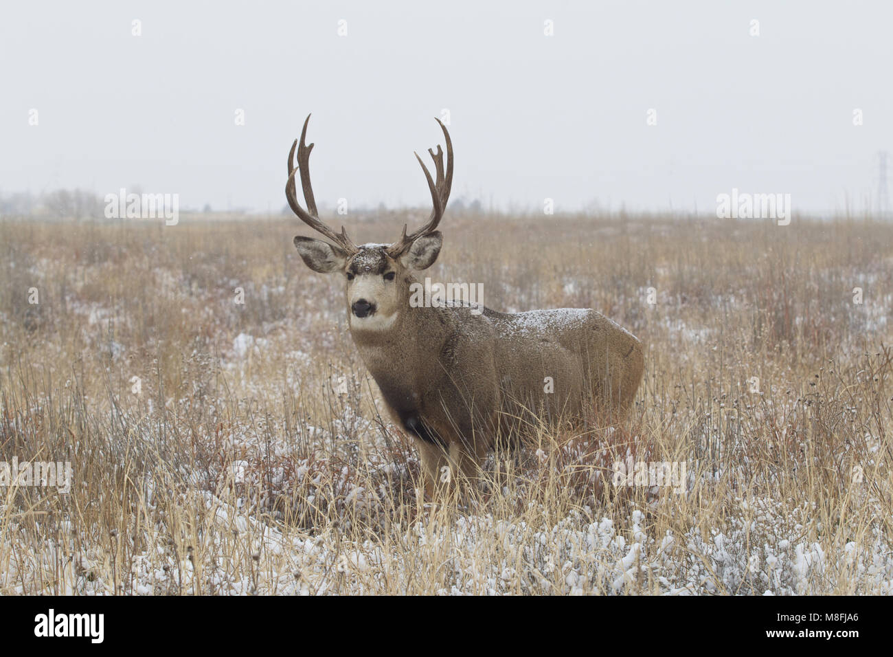 Mule deer in Snow During the Fall rut Stock Photo - Alamy